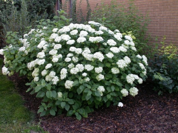 Annabelle Hydrangea